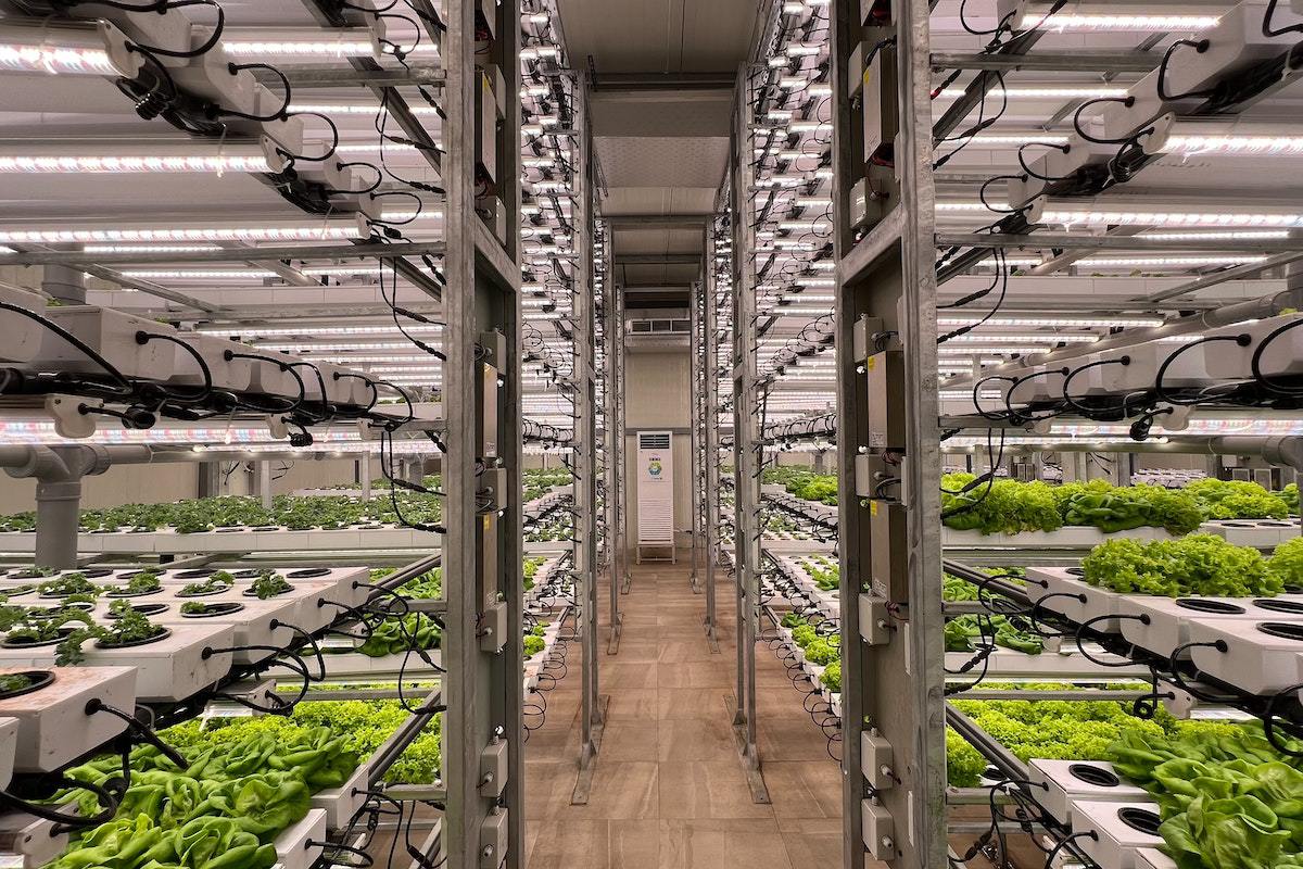 Quero Mais Tecnologia - Tecnologia de alimentos: entenda o conceito